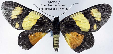 Papua Insects Foundation (Lepidoptera/Geometridae(Ennominae)/Callhistia ...